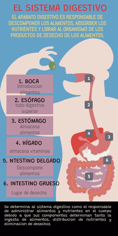 INFO VERTICAL DIGESTIVO