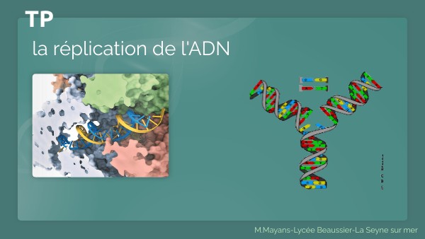 1SPE TP libmol : réplication | Genially