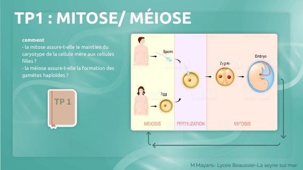 1SPE TP1 mitose méiose | Genially
