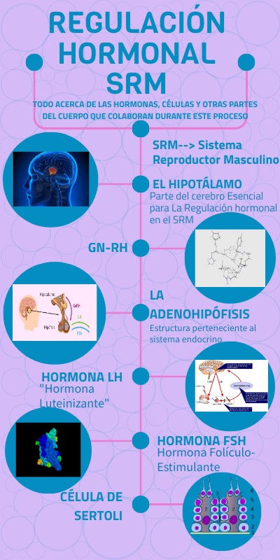 Regulación Hormonal Sistema Reproductivo Masculino | Genially