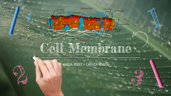 CELL MEMBRANE