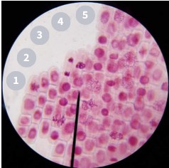 La mitose | Genially