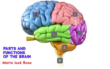 Maria José Rosa(Parts of the Brain)