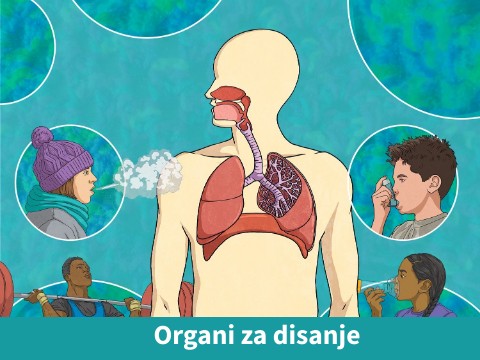 Organi za disanje | Genially
