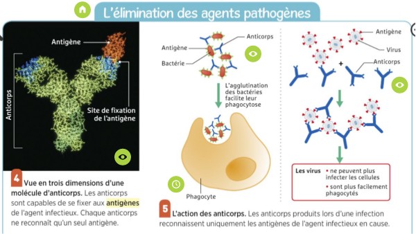 3_Anticorps_Image interactive