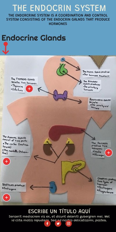 THE ENDOCRINE SYSTEM | Genially