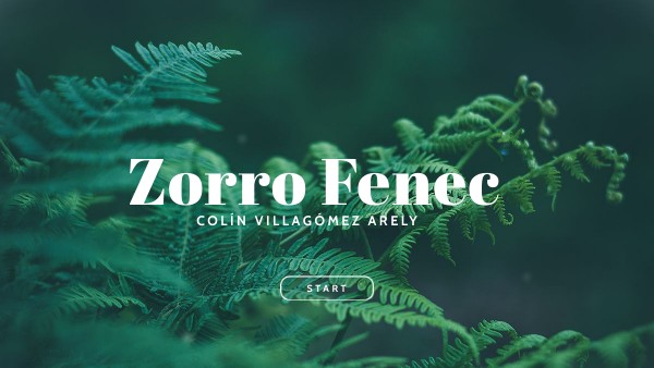 Zorro Fenec
