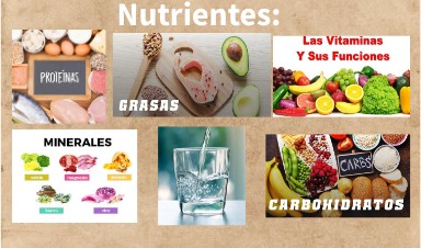 Nutrientes