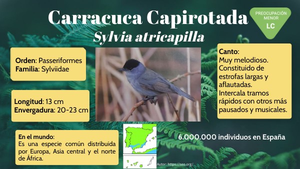 Carracuca Capirotada