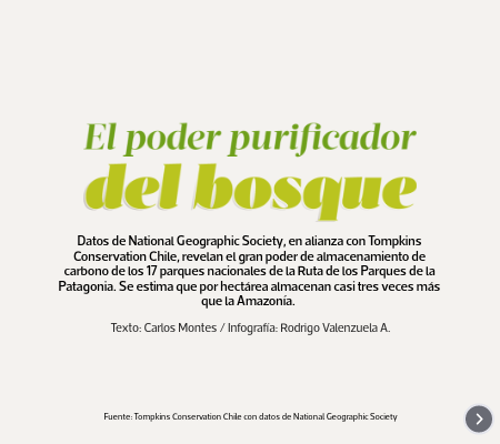 El poder purificador del bosque | Genially