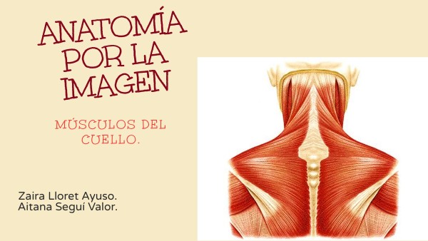 PRESENTACIÓN ANATOMÍA CUELLO | Genially