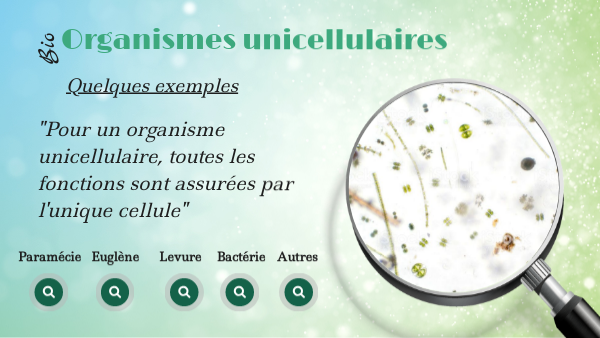 organismes unicellulaires | Genially