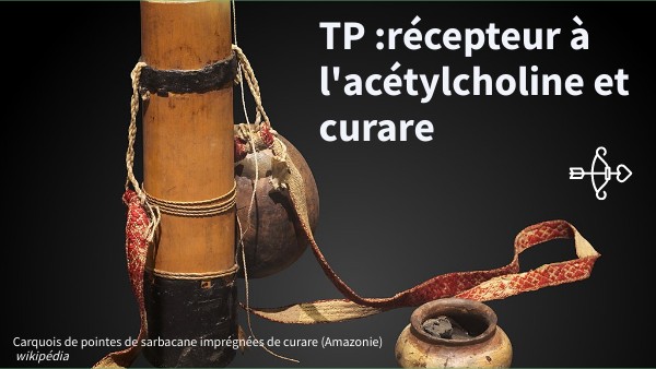 TP RAch curare | Genially