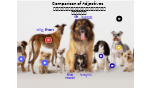 adjective-comparison | Genially
