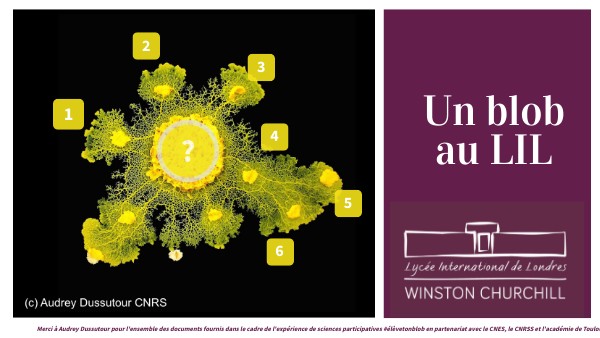 2NDE P1-Chp2 A la découverte du blob ! | Genially