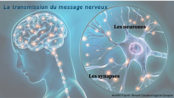 3E Chp9 Activite 5 neurones synapse | Genially
