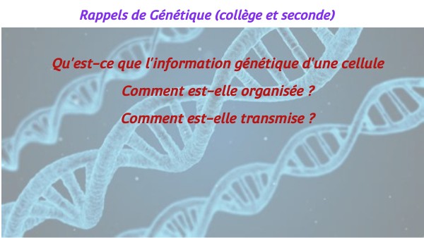 Revisions Genetique 1Spe | Genially