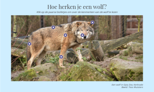 Hoe herken je een wolf | Genially