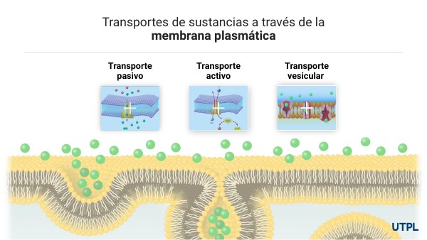 Transportes de sustancias a través de la membrana plasmática | Genially