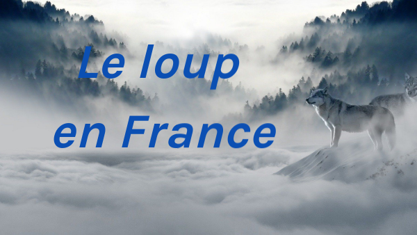 le loup