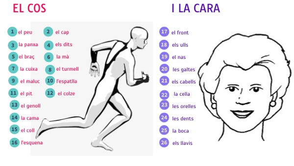 B1_parts-del-cos | Genially