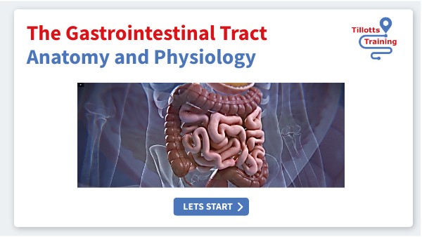 The GI Tract Anatomy and Physiology | Genially
