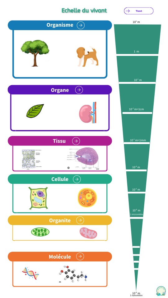 Echelle du vivant | Genially