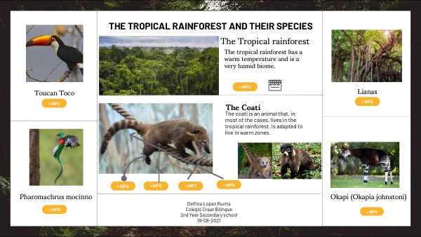 The Tropical Rainforest