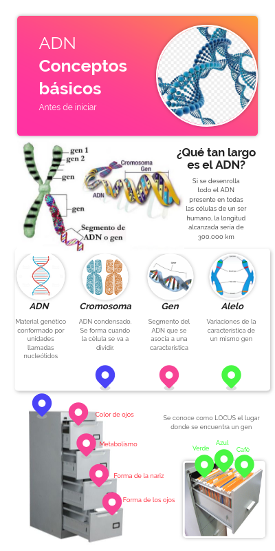 Conceptos del material genético | Genially
