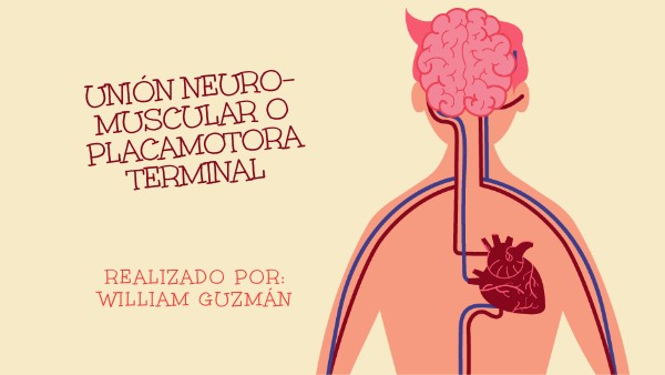 Unión neuro-muscular o placa motora terminal.
