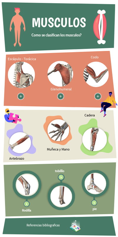 Músculos