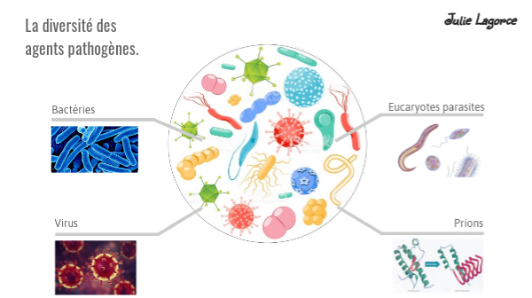 La diversité des agents pathogènes. | Genially