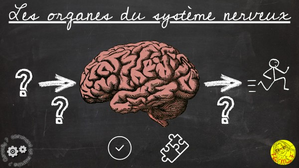 Les organes du système nerveux | Genially