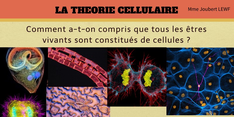 theorie cellulaire copie
