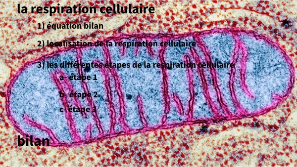 respiration cellulaire | Genially