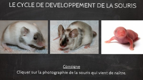 Cycle de développement de la souris