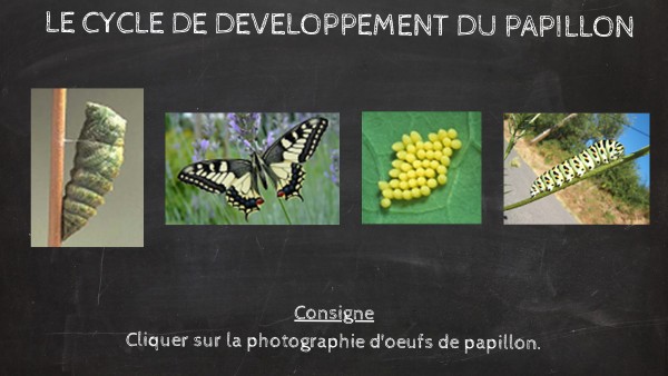 Cycle de développement du papillon | Genially