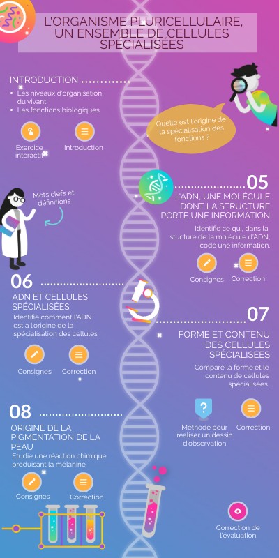 Les cellules spécialisées