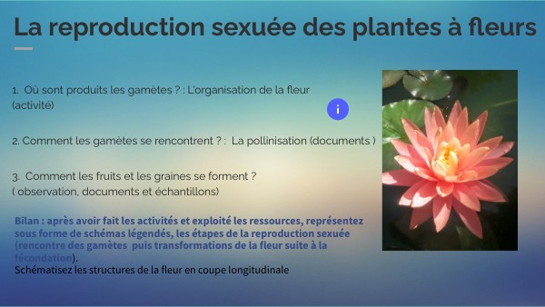 La reproduction sexuée des plantes à fleurs | Genially