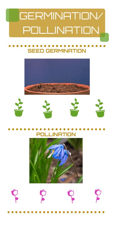 GERMINATION-POLLINATION 4th | Genially