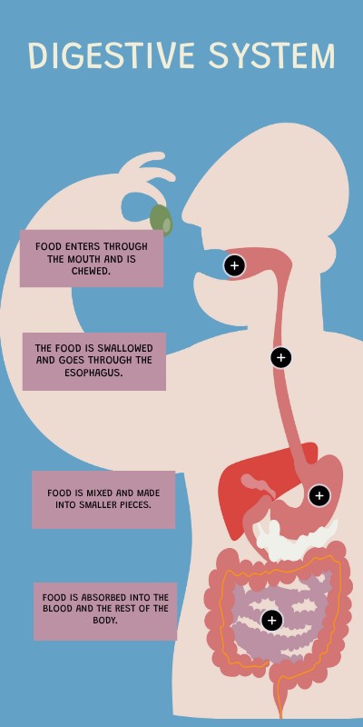 DIGESTIVE SYSTEM | Genially
