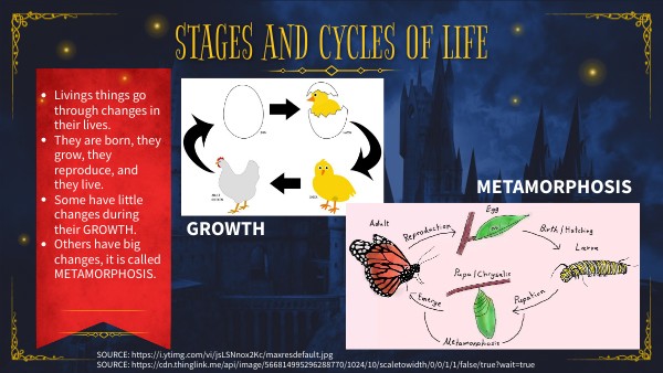 STAGES AND CYCLES OF LIFE 3rd | Genially