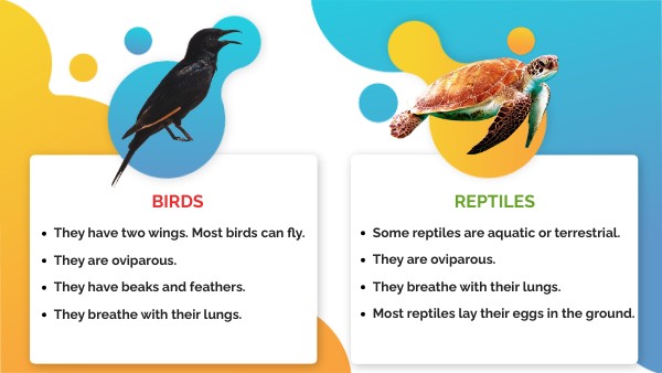 BIRDS AND REPTILES 3rd