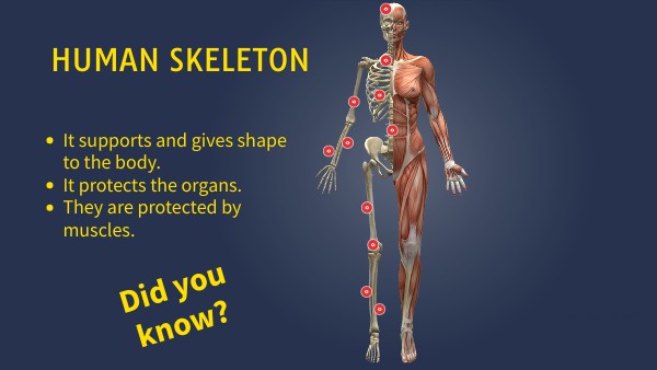 THE SKELETON 3rd