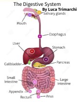 The Digestive System - Luca Trimarchi
