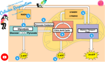 Cellular Respiration | Genially