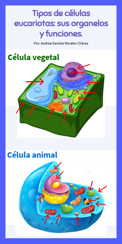 Tipos de células eucariotas | Genially