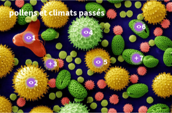 CI_pollen | Genially