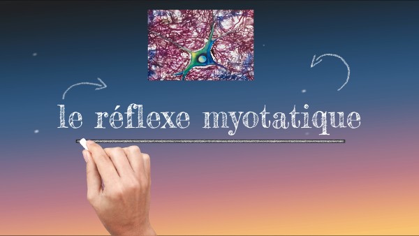 le réflexe myotatique copie | Genially