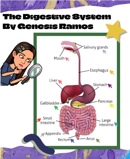 The Digestive System By Genesis Ramos | Genially